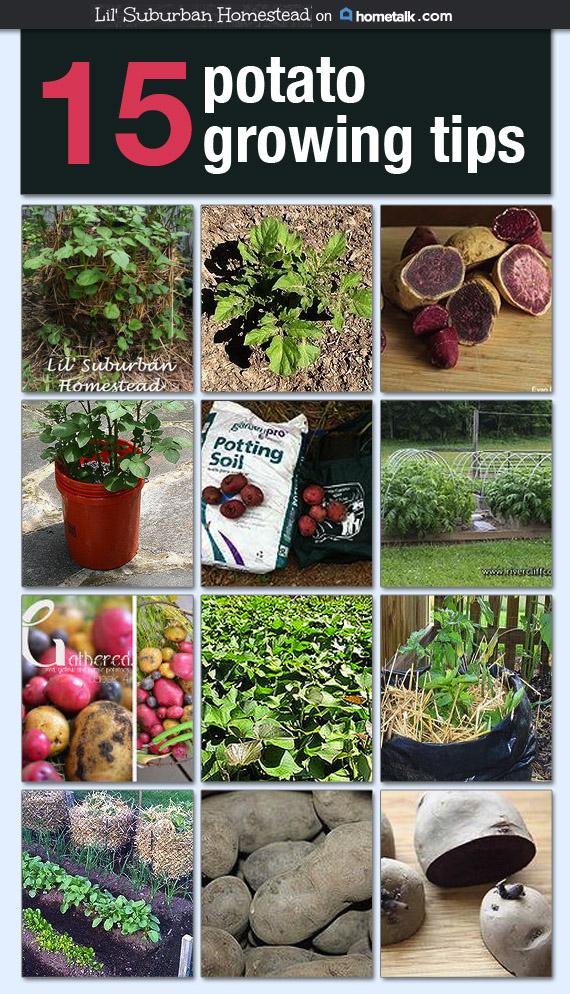 15 Potato Growing Tips - Lil' Suburban Homestead