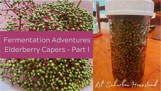 Adventures in Fermentation - Elderberry Capers - Part I